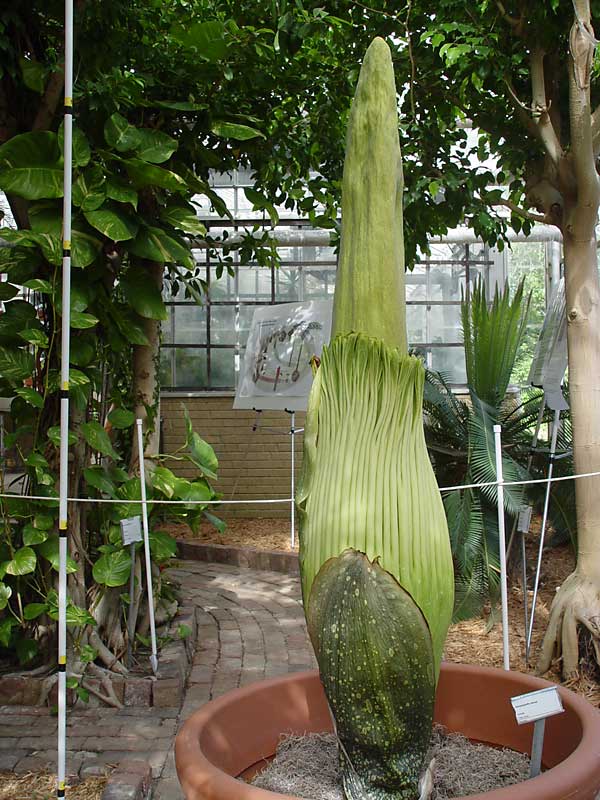 Eastern Illinois University :: H.F. Thut Greenhouse - The Titan Arum ...