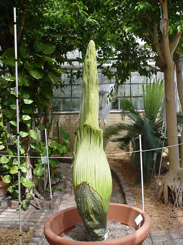 Eastern Illinois University :: H.F. Thut Greenhouse - The Titan Arum ...