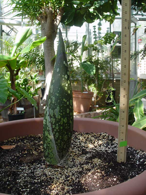Eastern Illinois University :: H.F. Thut Greenhouse - Is Our Titan Arum ...