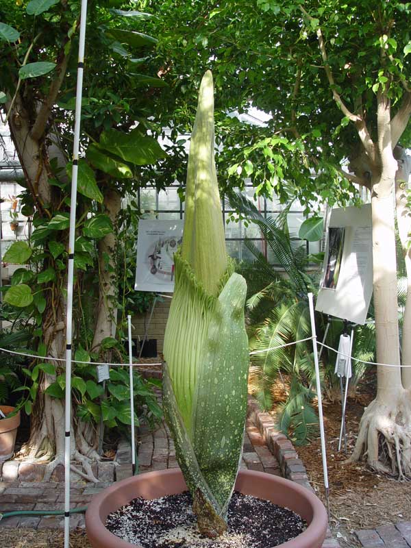 Eastern Illinois University :: H.F. Thut Greenhouse - Is Our Titan Arum ...