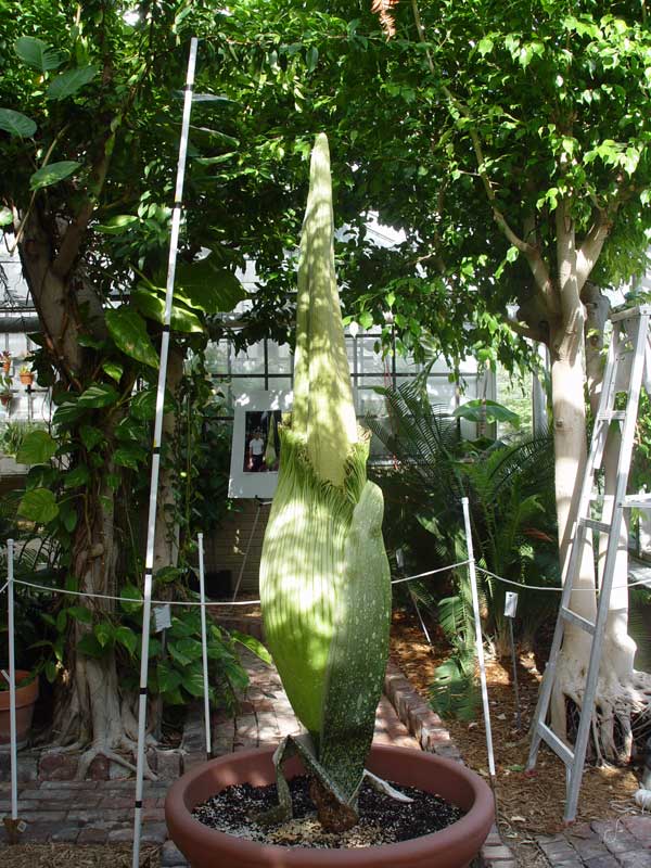 Eastern Illinois University :: H.F. Thut Greenhouse - Is Our Titan Arum ...