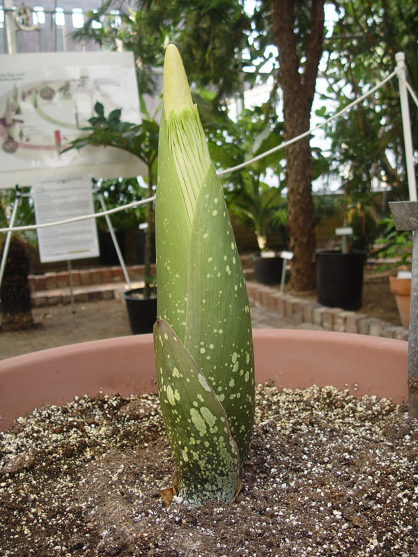 Eastern Illinois University :: H.F. Thut Greenhouse - Our Titan Arum ...