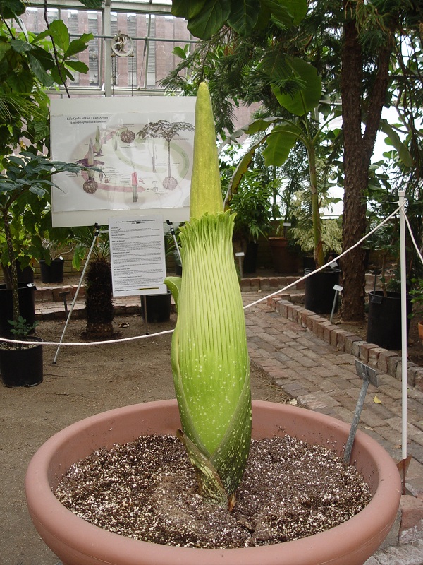 Eastern Illinois University :: H.F. Thut Greenhouse - Our Titan Arum ...