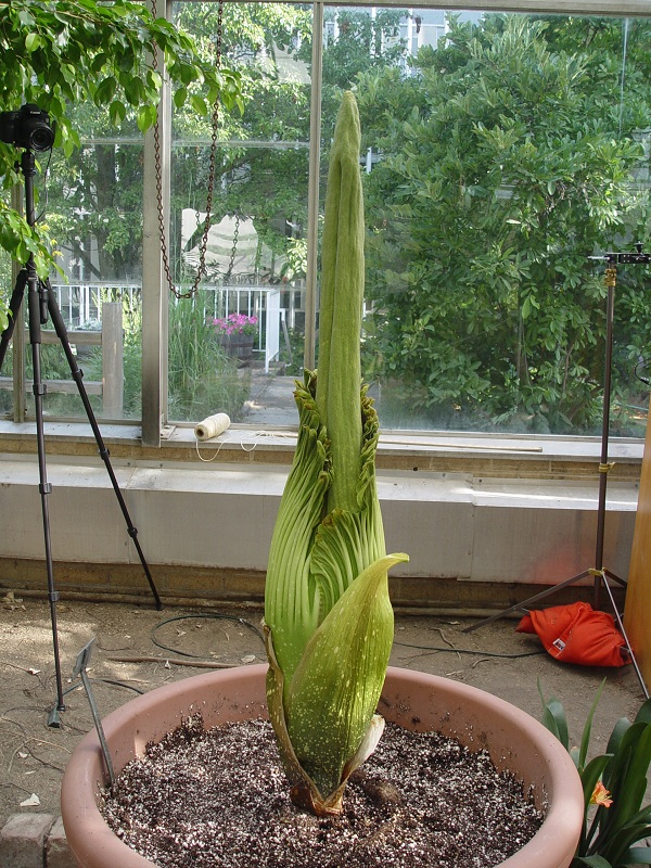 Eastern Illinois University :: H.F. Thut Greenhouse - Our Titan Arum ...