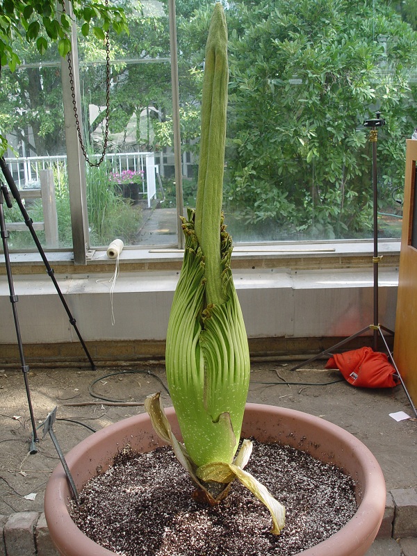 Eastern Illinois University :: H.F. Thut Greenhouse - Our Titan Arum ...