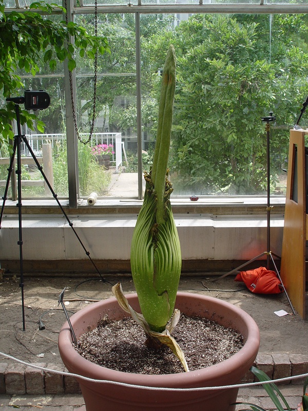 Eastern Illinois University :: H.F. Thut Greenhouse - Our Titan Arum ...