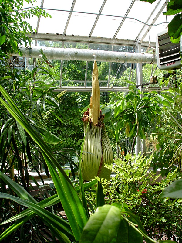 Eastern Illinois University :: H.F. Thut Greenhouse - Titan Arum 2014