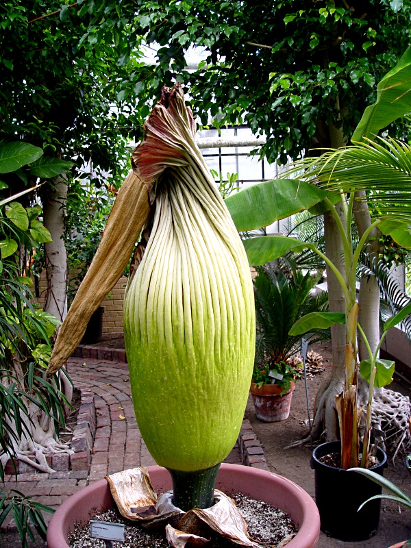 Eastern Illinois University :: H.F. Thut Greenhouse - Titan Arum 2014
