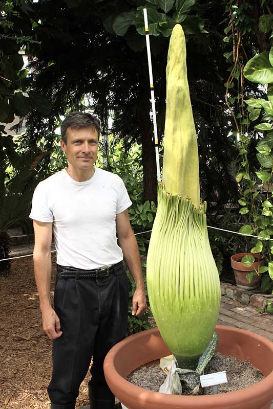 Eastern Illinois University :: H.F. Thut Greenhouse - The Titan Arum ...