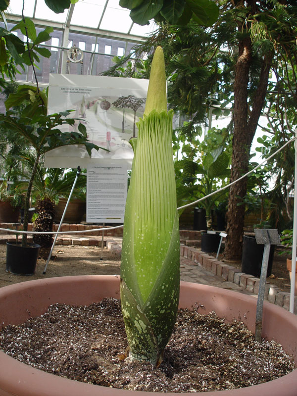 Eastern Illinois University :: H.F. Thut Greenhouse - Our Titan Arum ...