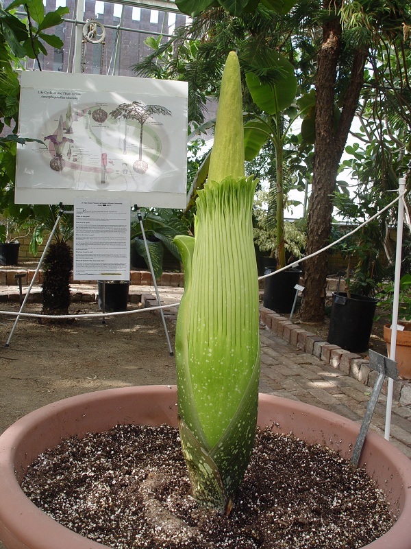 Eastern Illinois University :: H.F. Thut Greenhouse - Our Titan Arum ...